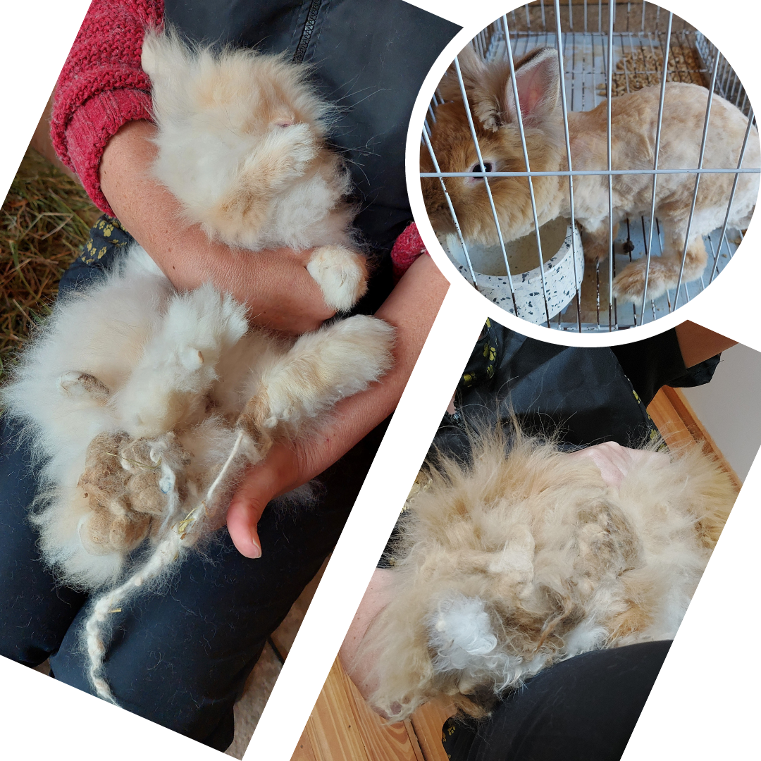 Tosa de coelhos em Curitiba região - atendimento a domicílio