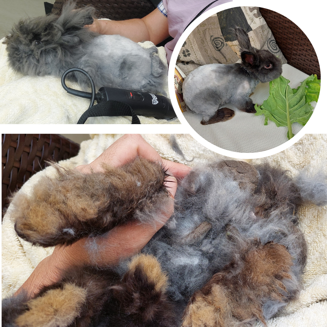 Tosa de coelhos em Curitiba região - atendimento a domicílio